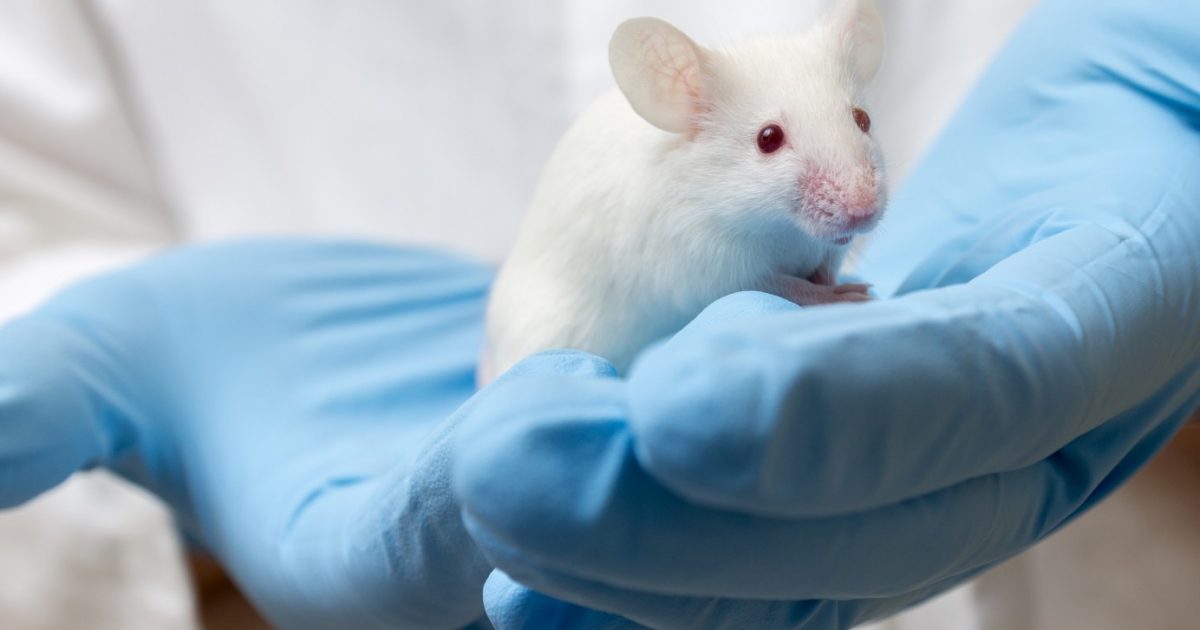 New Rat Model of HAE More Closely Mimics Human Disease